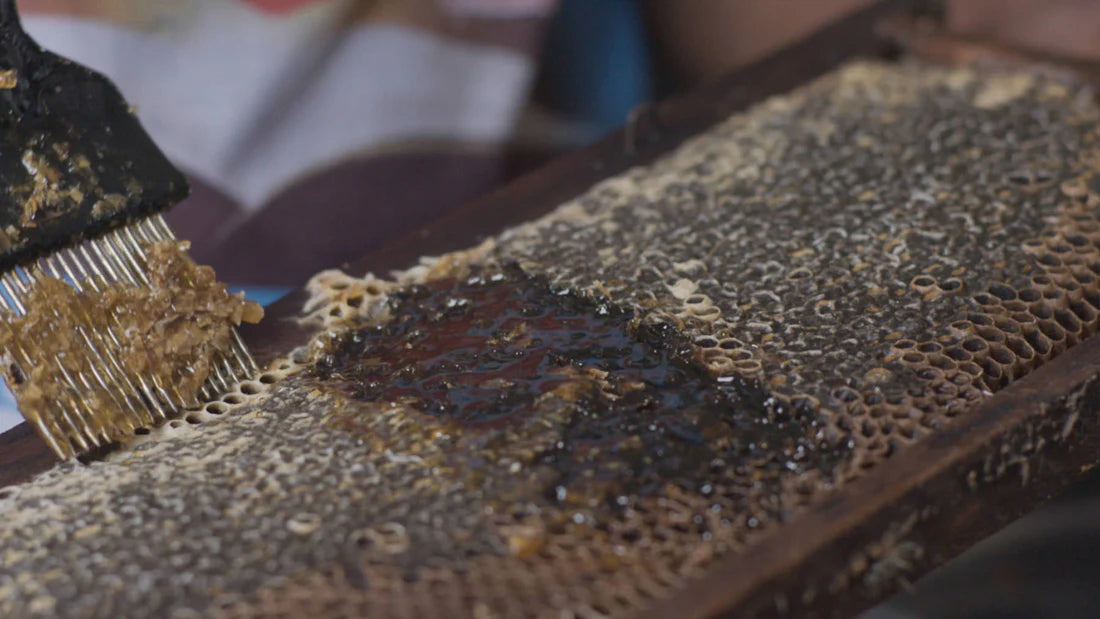 Beekeeping in Brazil – Lush